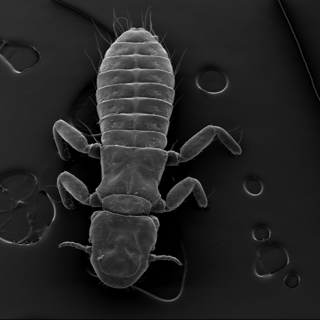 Paraclisis [Timmermann, G. ]